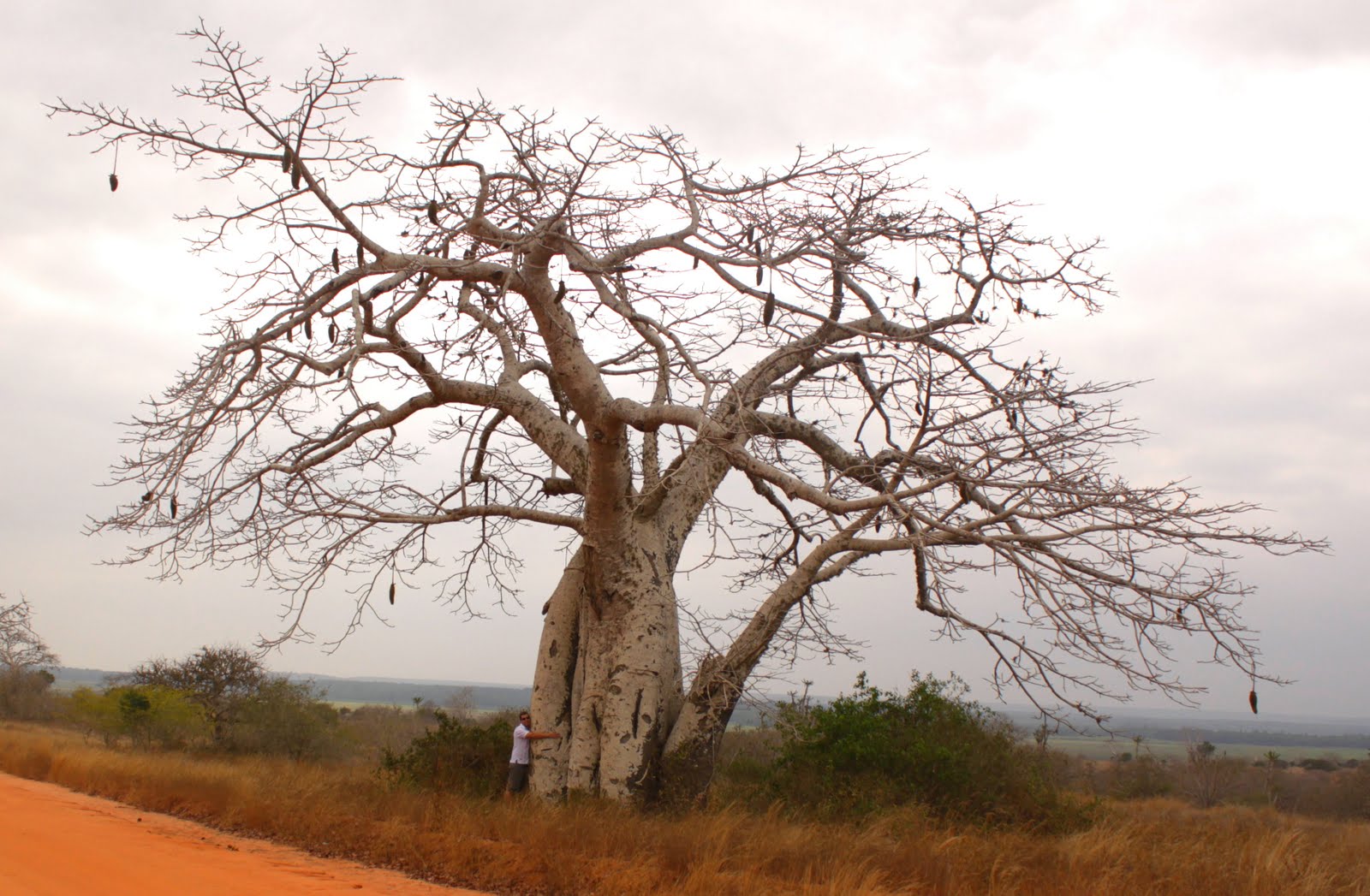 L'Odyssée Congolaise: Parque Nacional da Quissama (11/07)