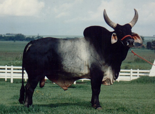 Gado | Características das raças do Gado de corte e de Leite