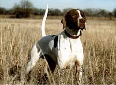 English Pointer