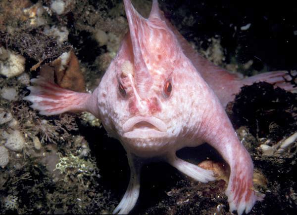 Strange New Fish Discovered With Human Like Hands!