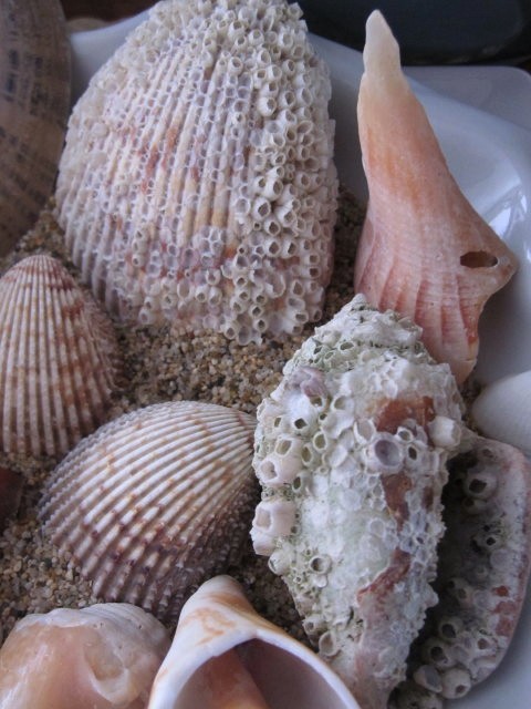 Blooming Rose Musings: Sanibel Shells