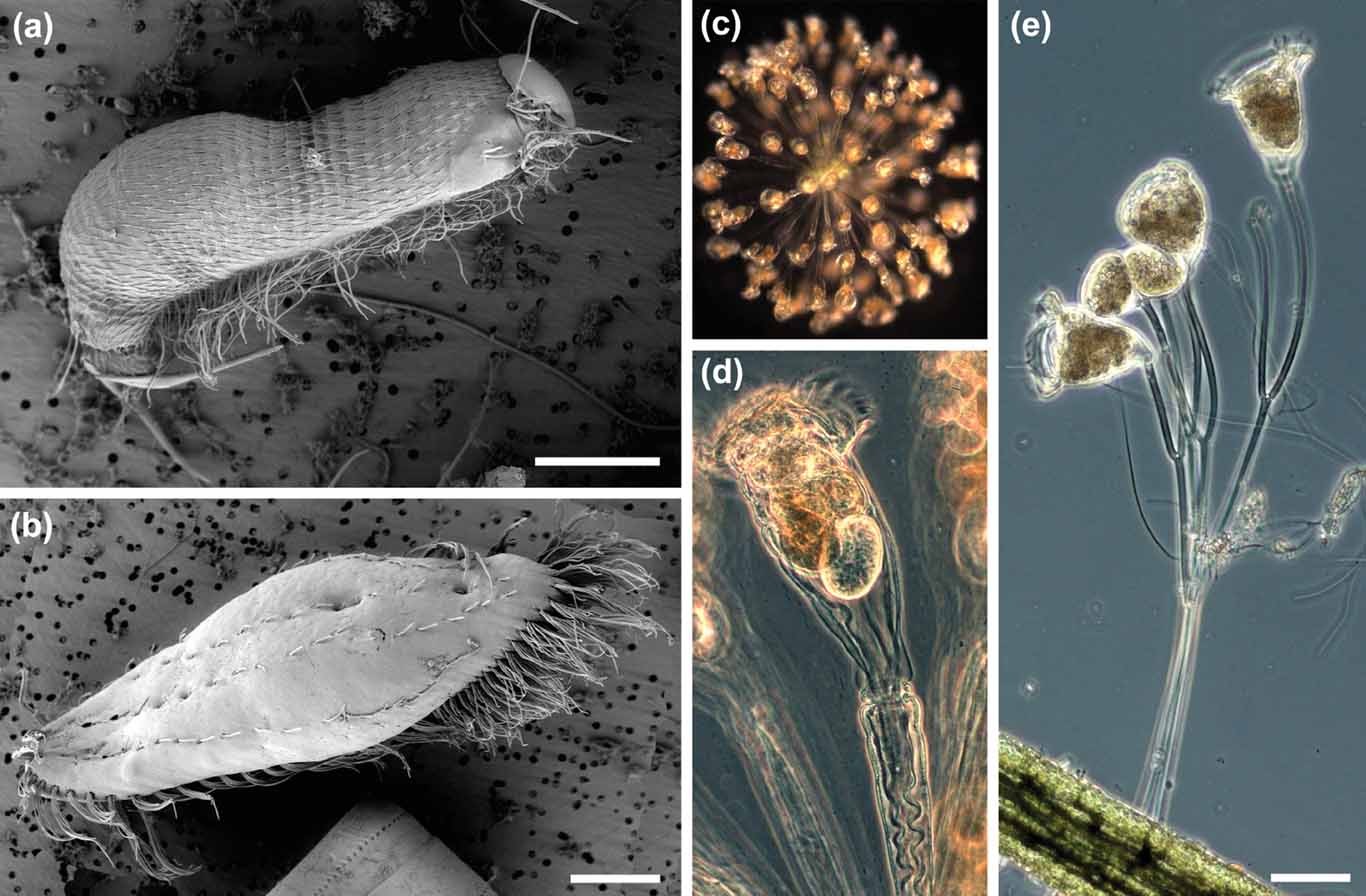 Skeptic Wonder: Convergent evolution between shrunken animals and ...