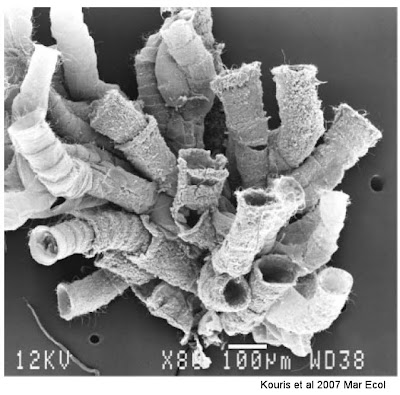 Skeptic Wonder: Sunday Protist -- Blue Mats of the deep sea ...