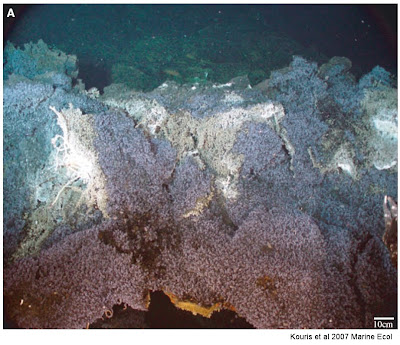 Skeptic Wonder: Sunday Protist -- Blue Mats of the deep sea ...