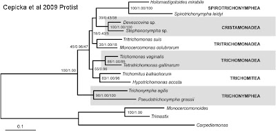 Skeptic Wonder: Sunday Protist -- Rostronympha and latest parabasalian ...