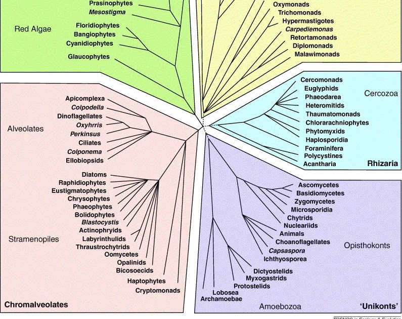 Skeptic Wonder: What is a protist? The Eukaryotic Tree of Life