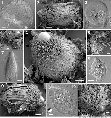 Skeptic Wonder: "Sunday" Protist - Trichonympha returns!