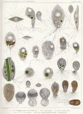 Skeptic Wonder: Heterolobosea I: Eruptive amoebae, a preview
