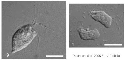 Skeptic Wonder: 10.2009