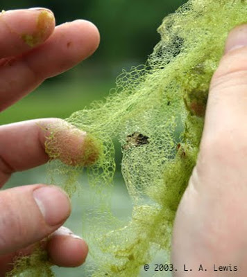 Skeptic Wonder: Sunday Protist -- Hydrodictyon: The water net