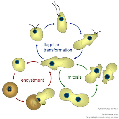 Skeptic Wonder: 11.2009