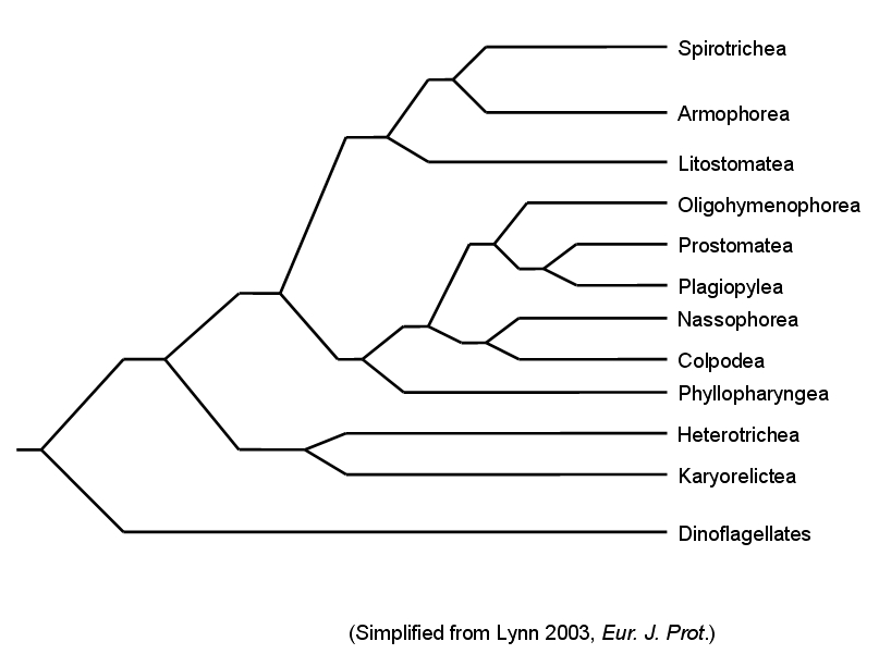 Skeptic Wonder: Sunday Protist - Litostomatea: rumen ciliates with ...