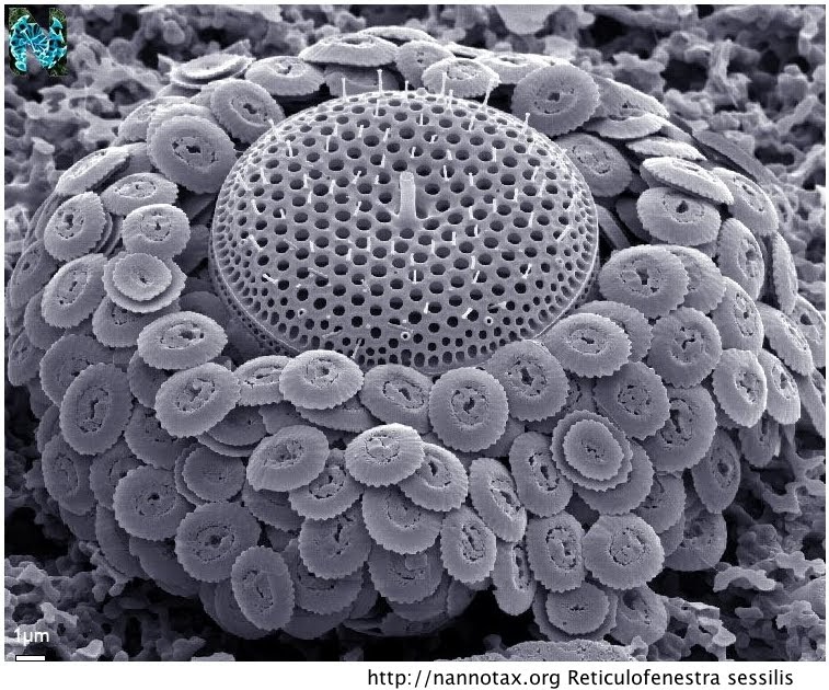 Skeptic Wonder: Sunday Protist - Assorted oddballs