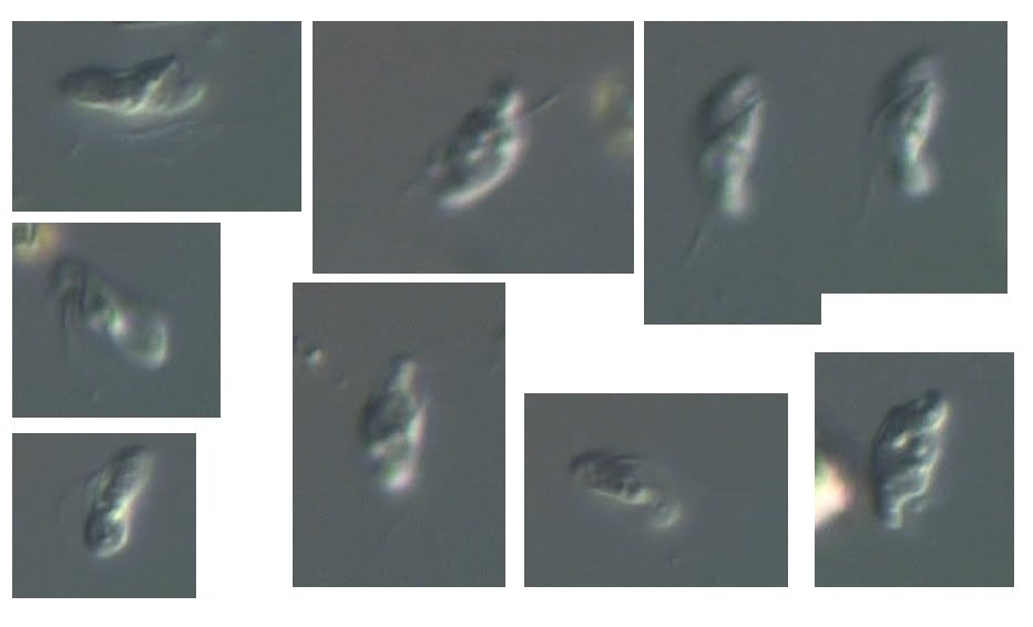 Skeptic Wonder: 08.2010