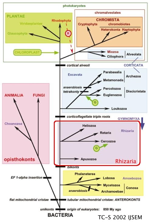 Skeptic Wonder: 11.2010