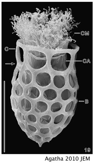 Skeptic Wonder: Sunday Protist - Ciliate-in-a-basket: Dictyocysta