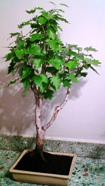 Bonsais Alejandro Manno : Bonsai Populus Alba (Alamo)