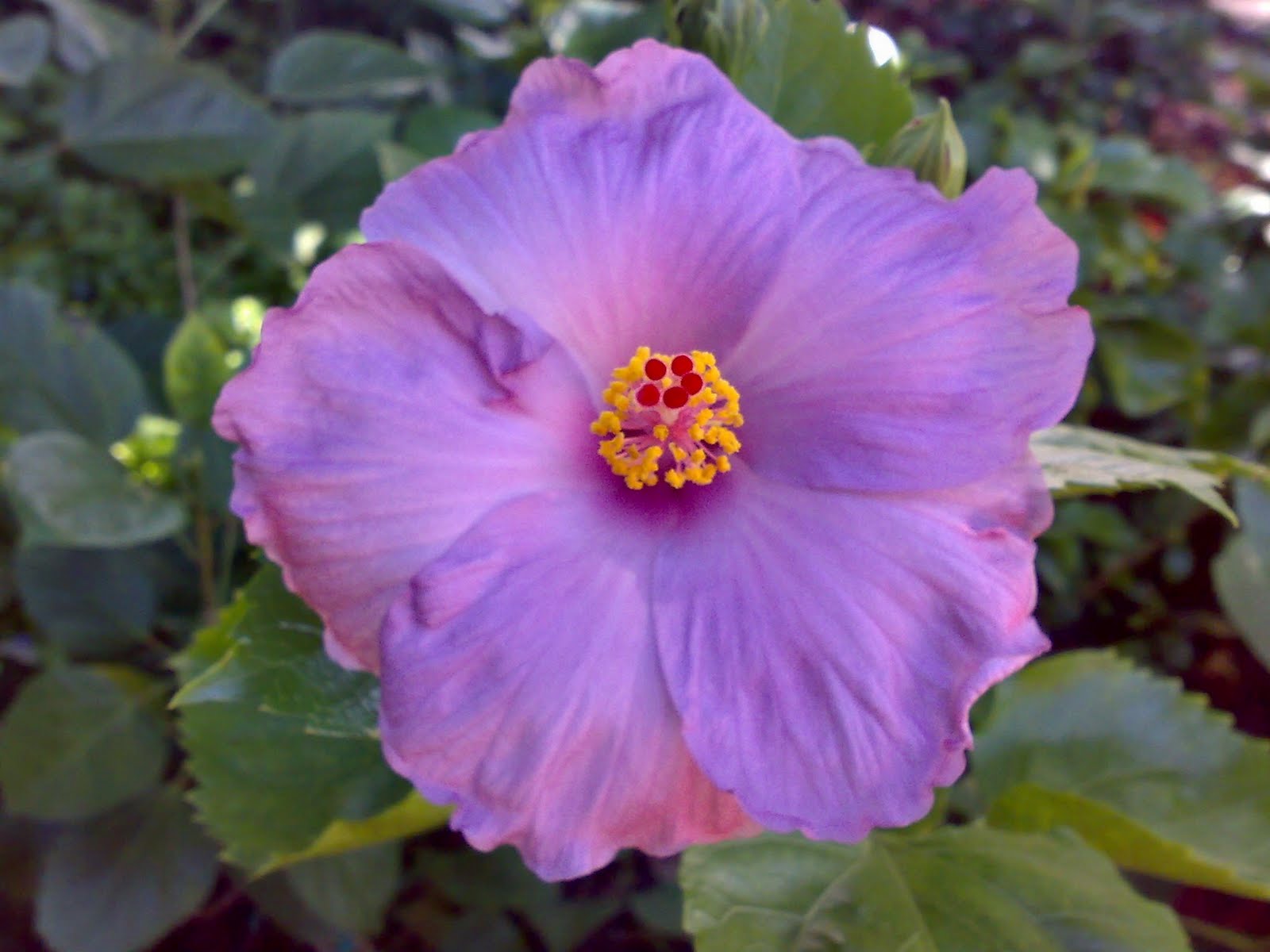 Exotic Hibiscus: P's Purple