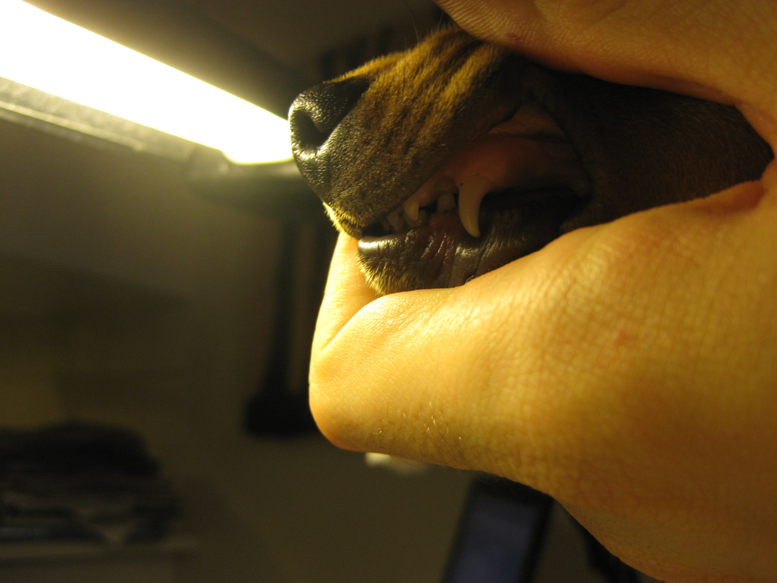 It's About Amoena : Mandibular canine tooth linguoversion in pictures