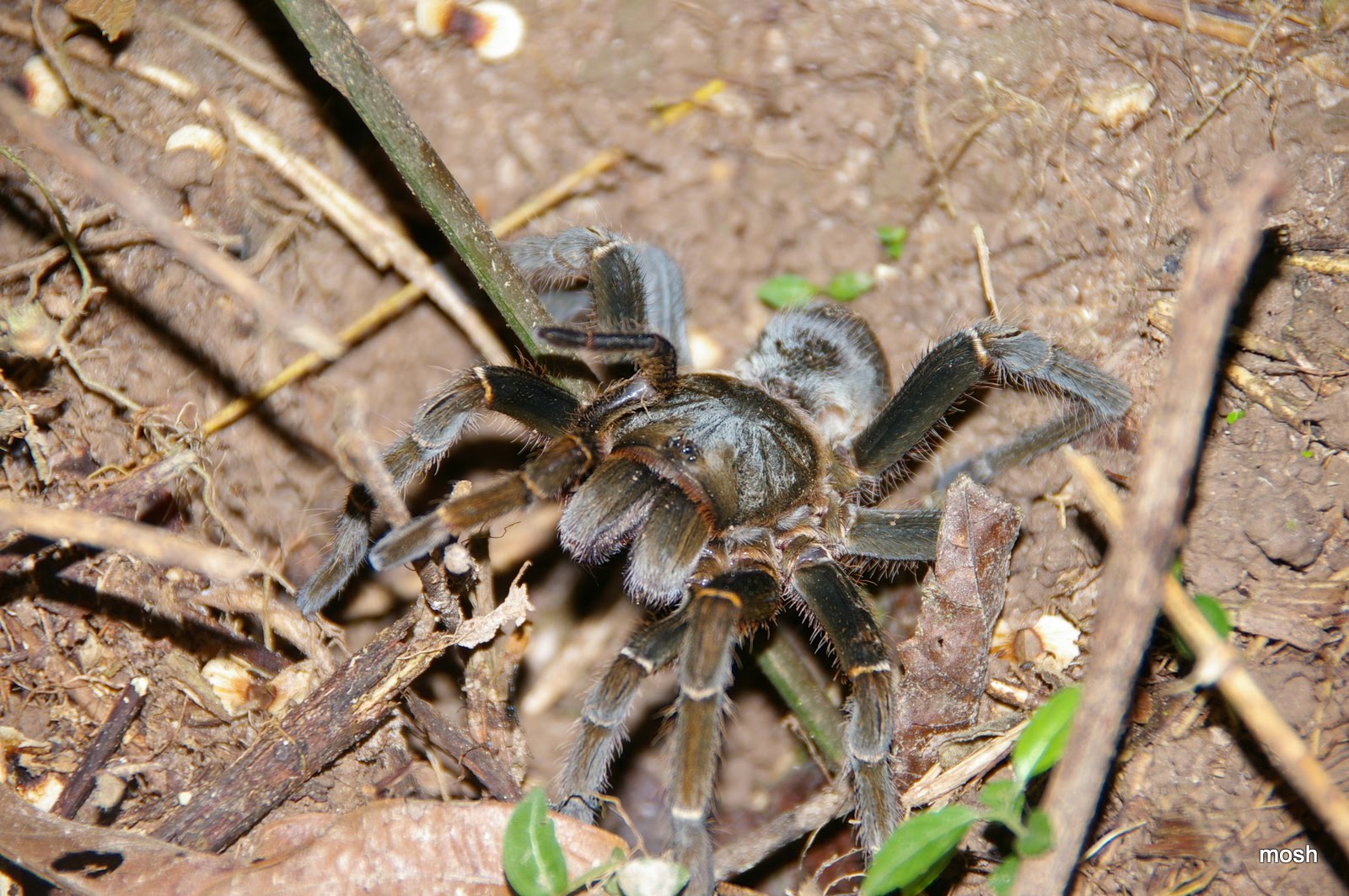 Amazon Jungle: Spiders.