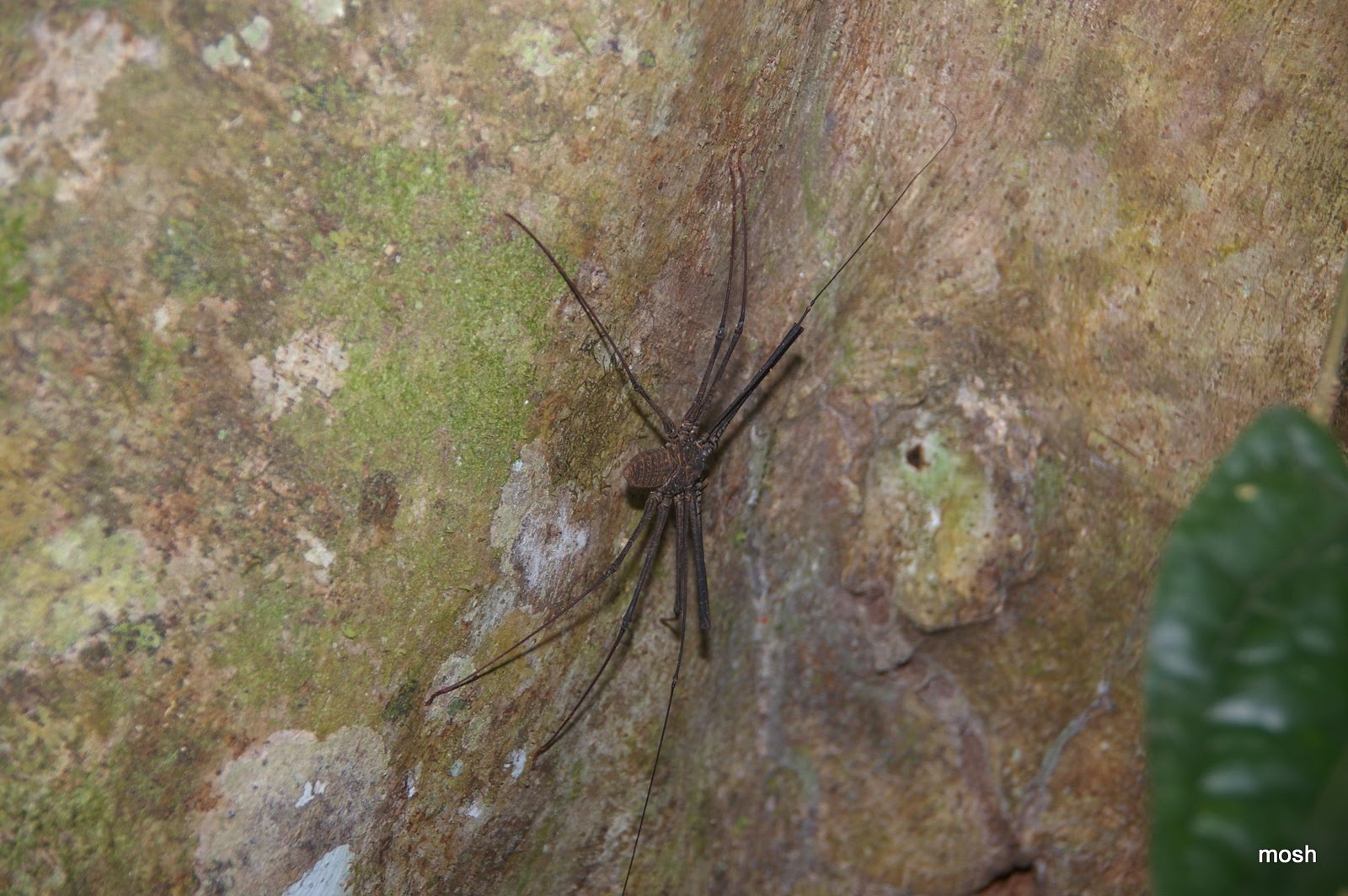 Amazon Jungle: Spiders.