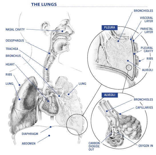 Science Biology: S2 Lung dissection