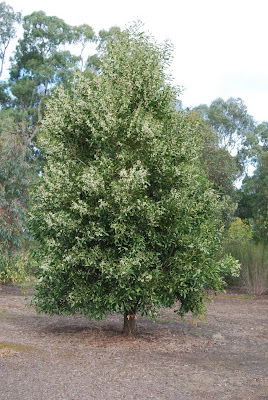 Tree Identification: Acacia melanoxylon - Blackwood Acacia