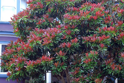 Tree Identification: Eriobotrya deflexa - Bronze Loquat