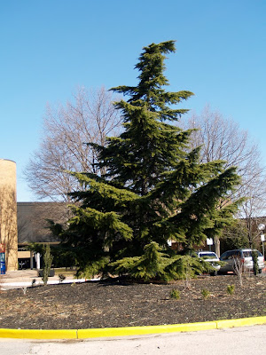 Tree Identification: Cedrus deodara - Deodar Cedar