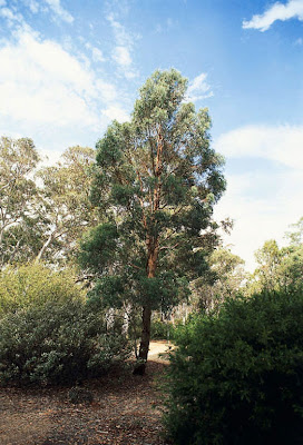 Tree Identification: Eucalyptus nicholii - Nichol's Willow Leaved ...