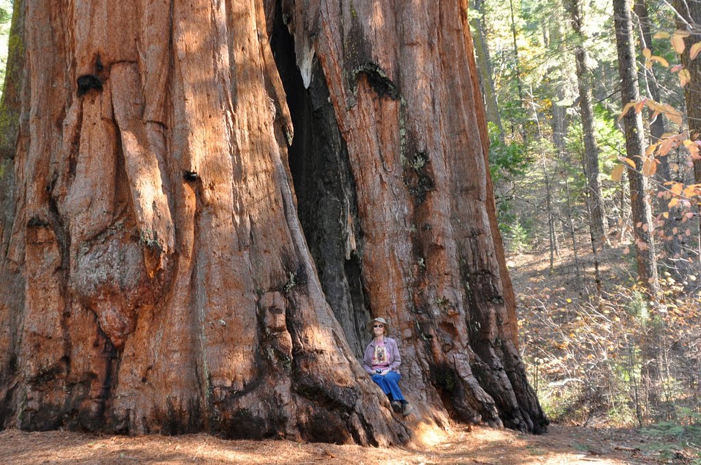 Tree Identification: Sequoiadendron giganteum - Giant Sequoia