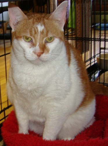 Mary's Kitty Korner Blog: Cat of the Week: Cobby