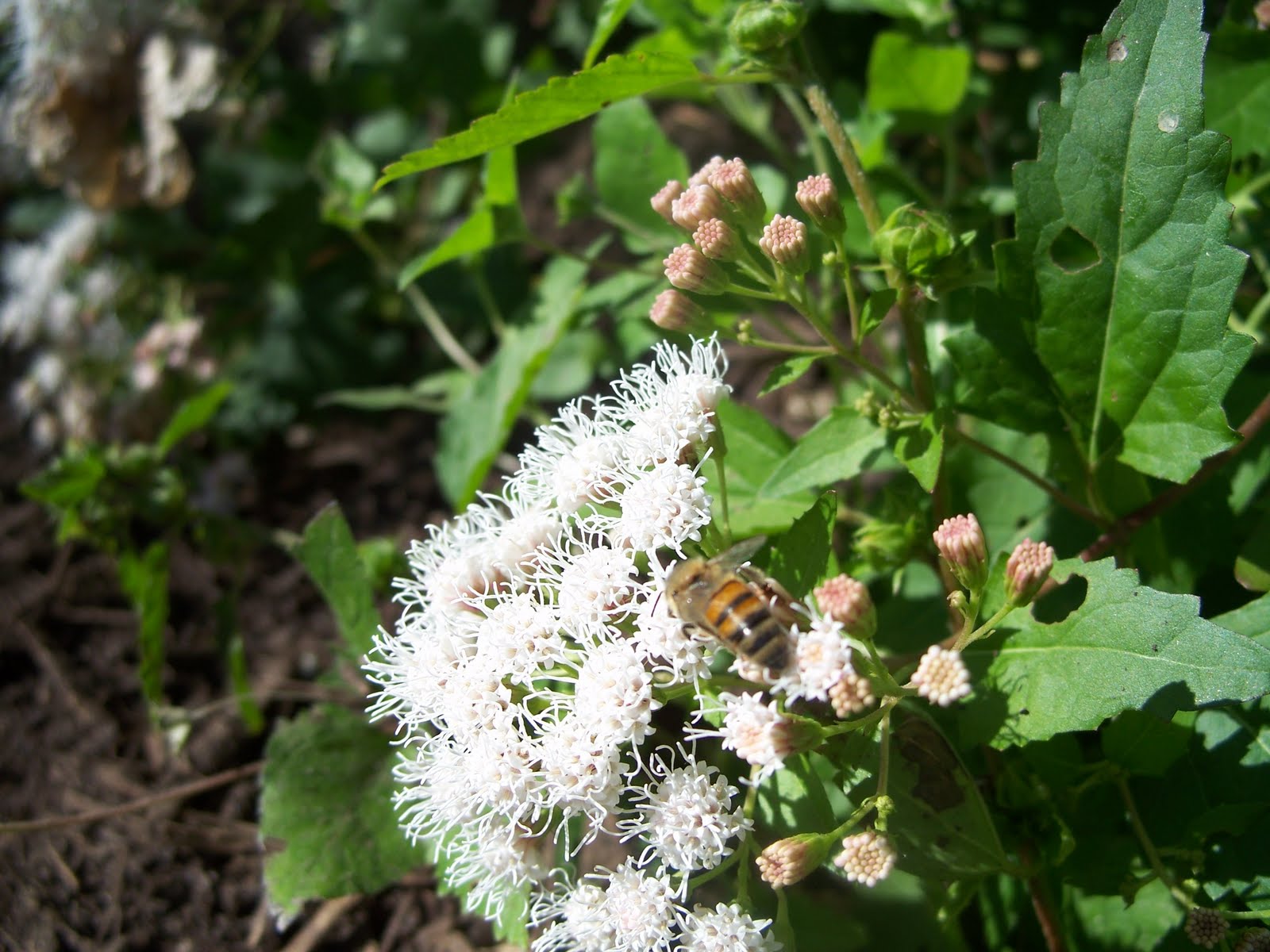 Garden Gnome's Texas Gardening Blog: Plants that Rule: White Mistflower