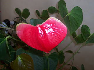 Inimioare gasite ~ Banatule Colt de Rai