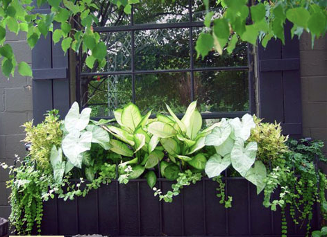 Friday Flowers-Window Dressing