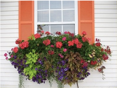 Friday Flowers-Window Dressing