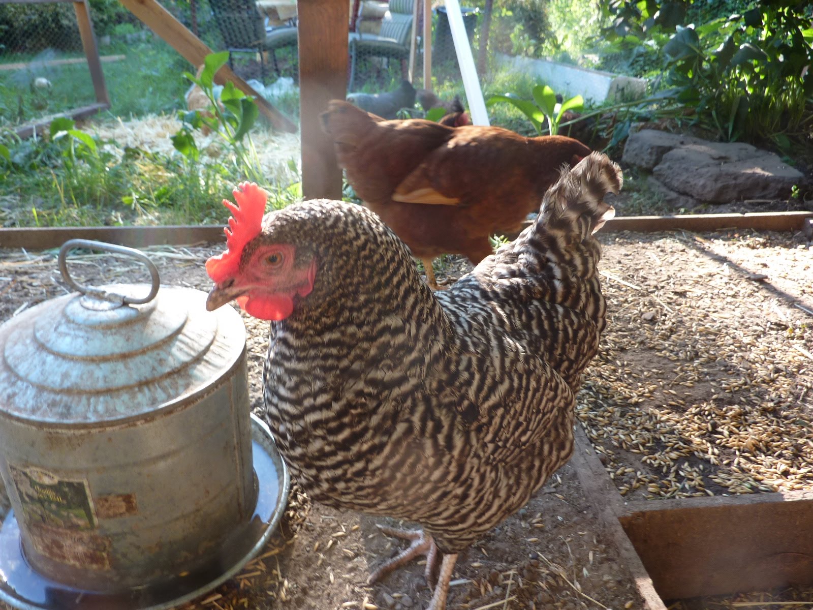 Life is good.: Pen expansion and chicky photos!