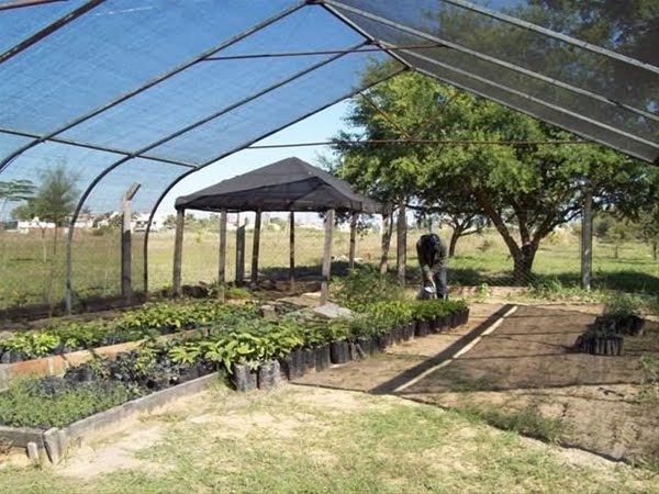 FORESTAR para GANAR: VIVEROS FORESTALES: continuo trabajo en la UNAF ...