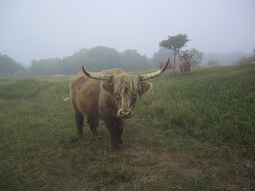 No Carnations: Part 3 ~ Elizabeth Islands-Naushon- Nashawena