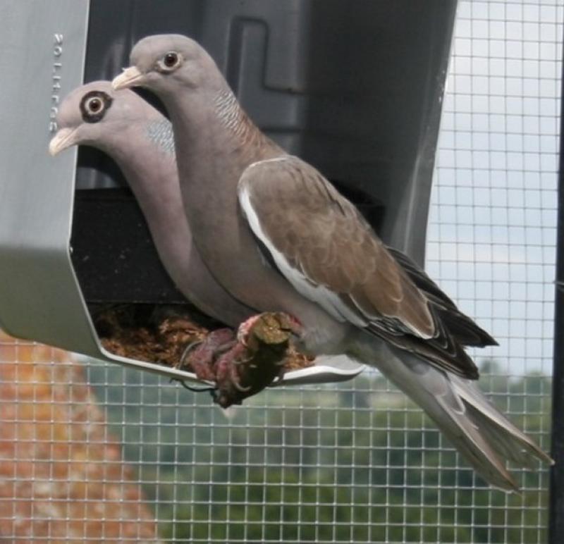Passion des colombes et tourterelles exotiques: COLOMBIDES EXOTIQUES ...