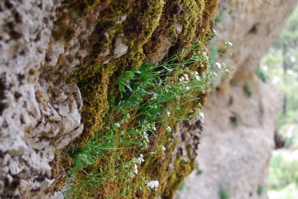 Flora | La Sierra de Cazorla