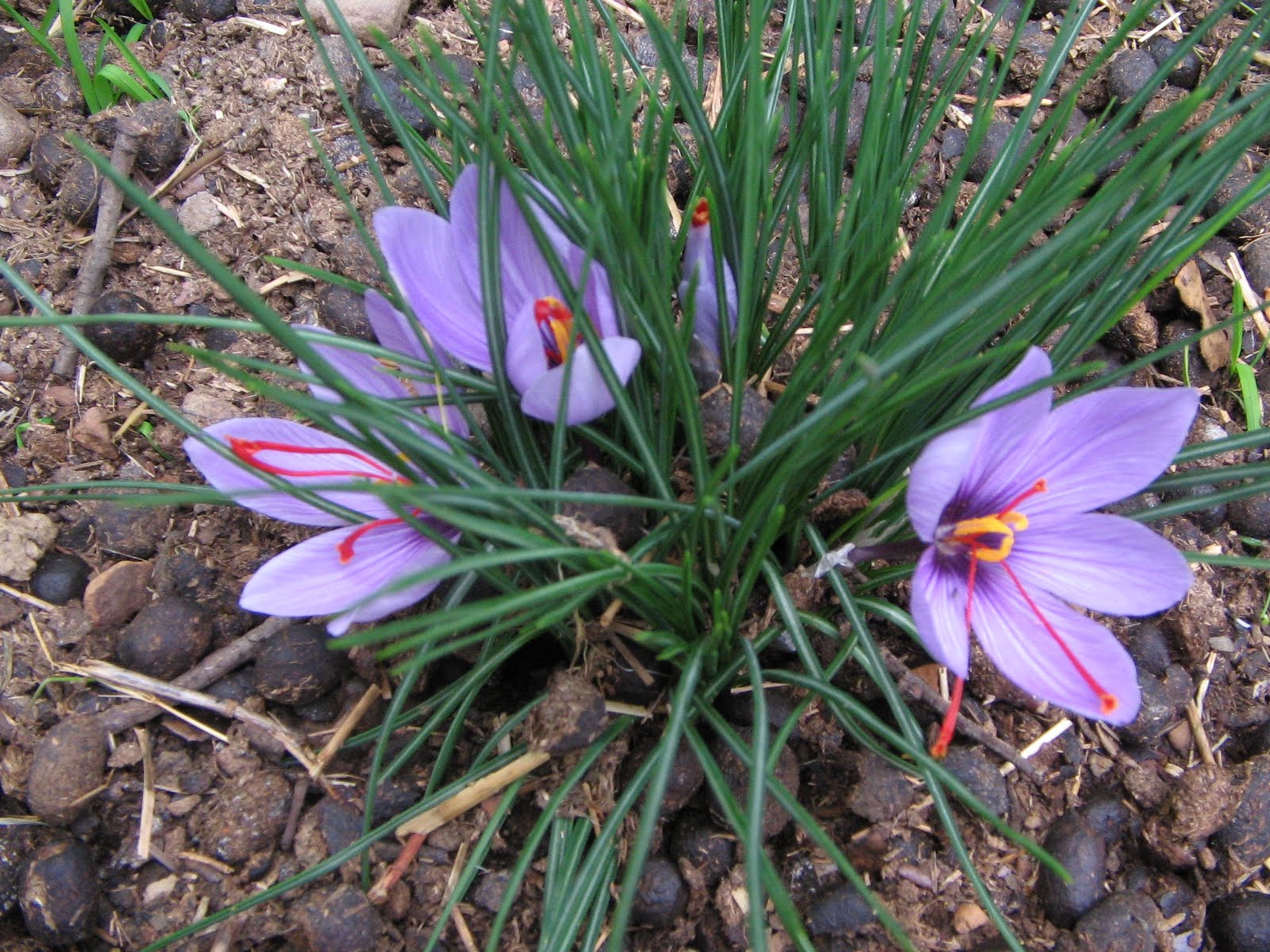 Arroba de los Montes: AZAFRAN EN ARROBA DE LOS MONTES