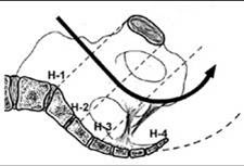 Ani's Blog: Faktor - Faktor yang Mempengaruhi Proses Persalinan