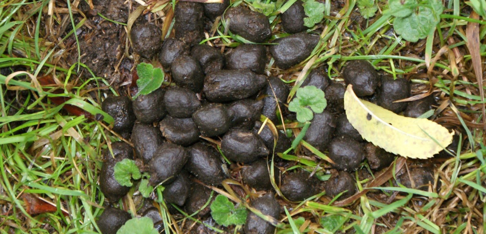 Bedfordshire Wild!: October 2010