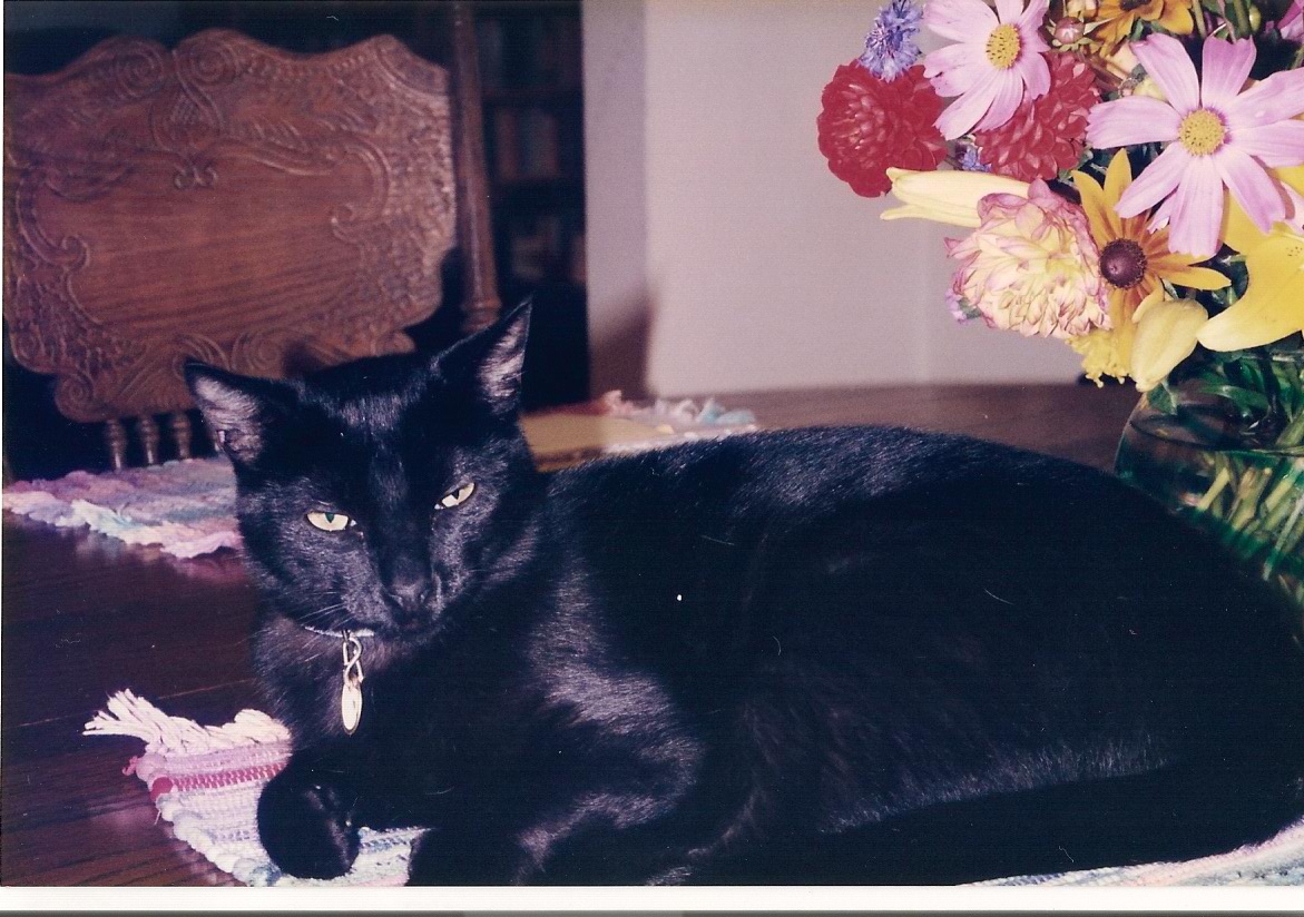 Frank the Cat