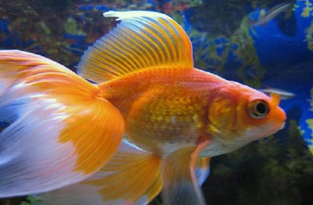 Goldfish Care - Types | Pictures | Diseases and Treatment: Veiltail ...