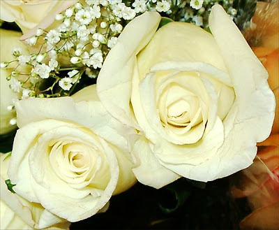 Win Min: beautiful white roses pics, Romantic wedding white color rose ...