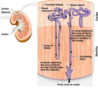 Urinary system: Collecting Tubules and Ducts: