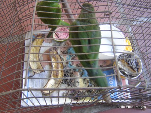 Toucan Rescue Ranch: Confiscated by Fish and Wildlife, very Sad