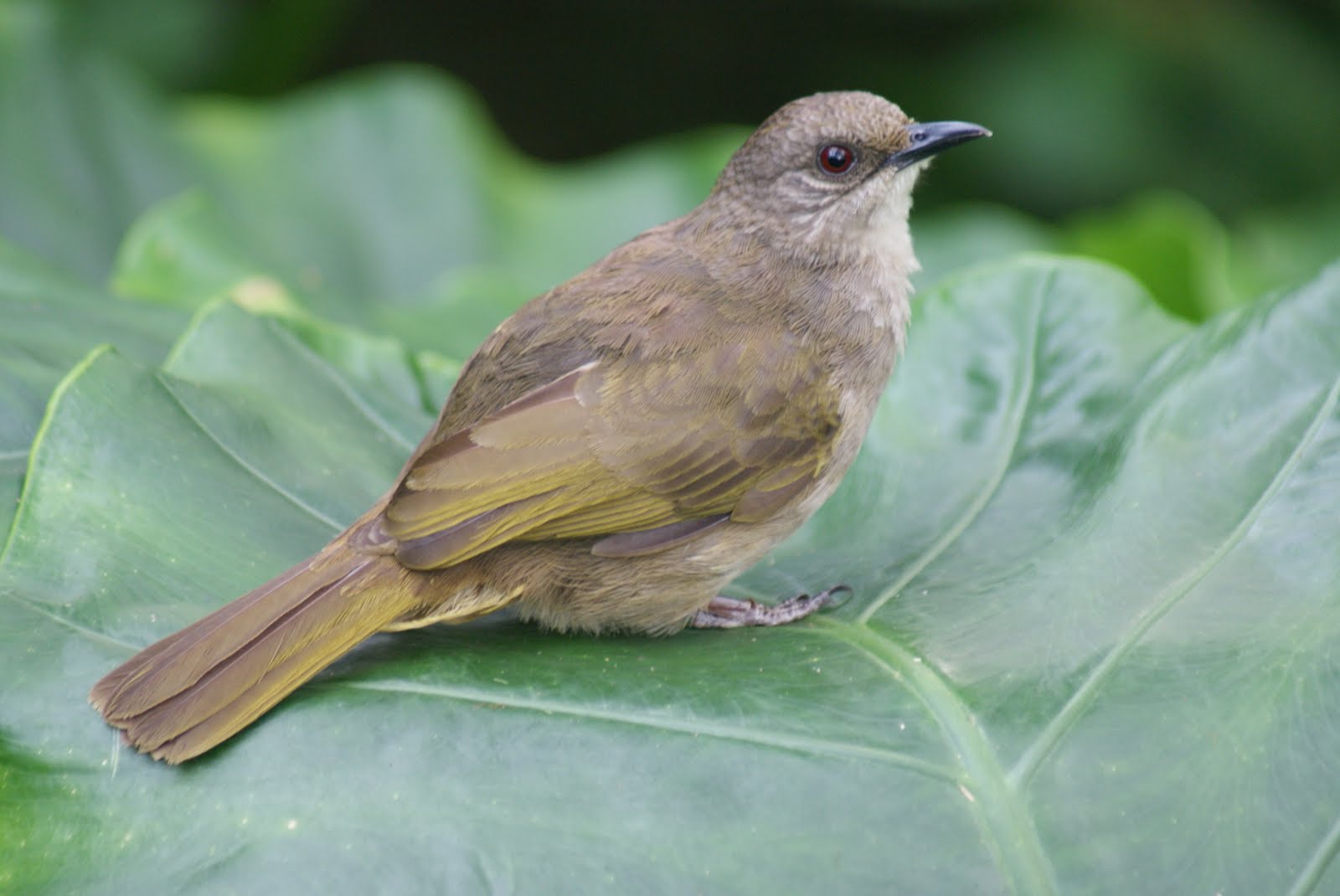 Journey into the World of Birding: Olive-winged Bulbuls (Pycnonotus ...